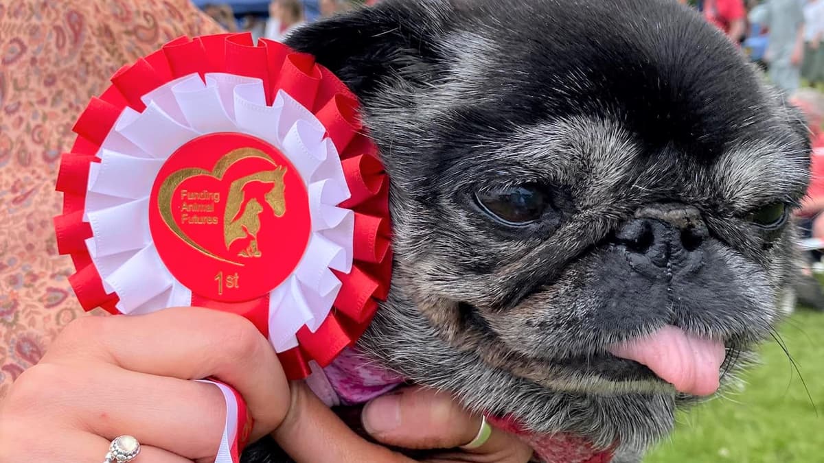 Paws itive News Peasedown Party In The Park Will Hold Dog Show Again paws-itive-news-peasedown-party-in-the-park-will-hold-dog-show-again